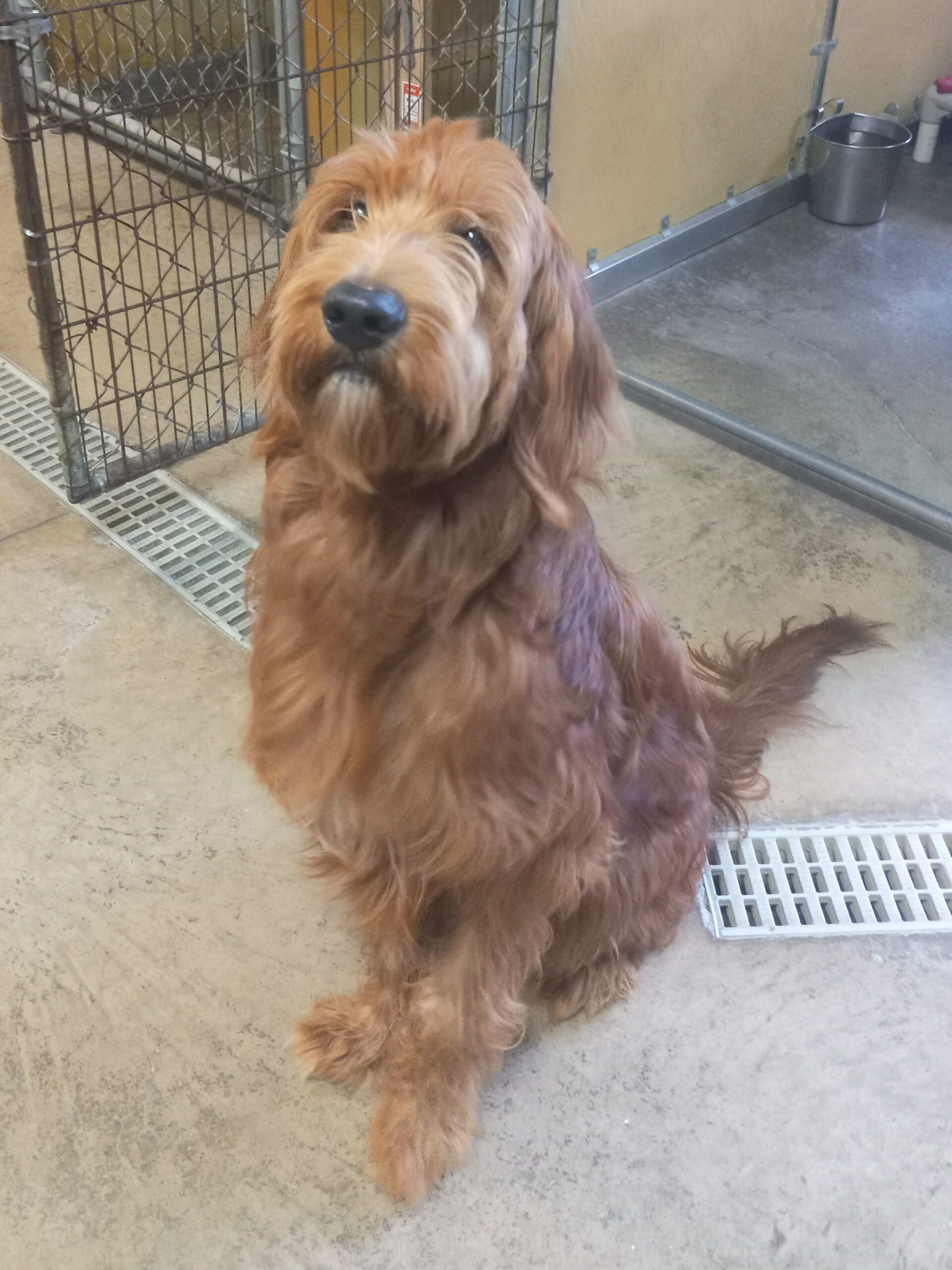 Perry Is NCCR Dog Of Week | News, Sports, Jobs - Post Journal